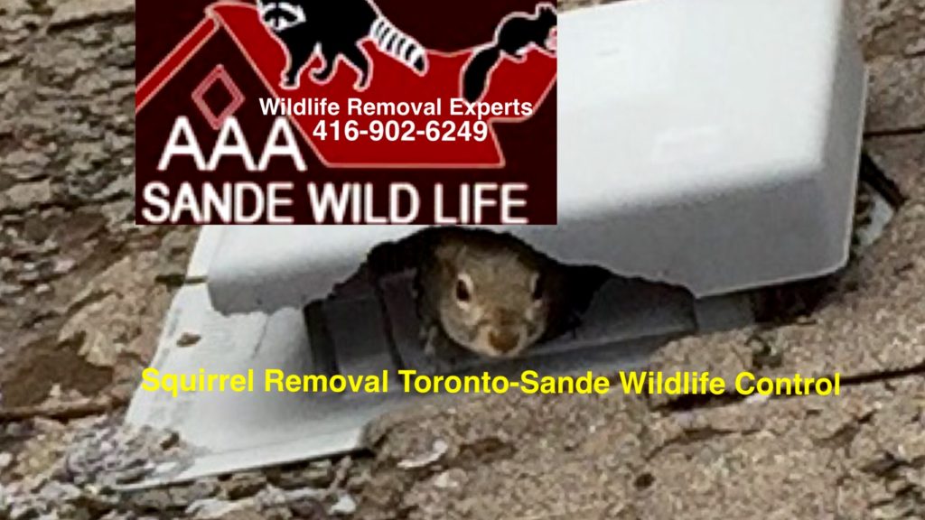 Toronto Squirrel Removal Archives – Sande Wildlife Control