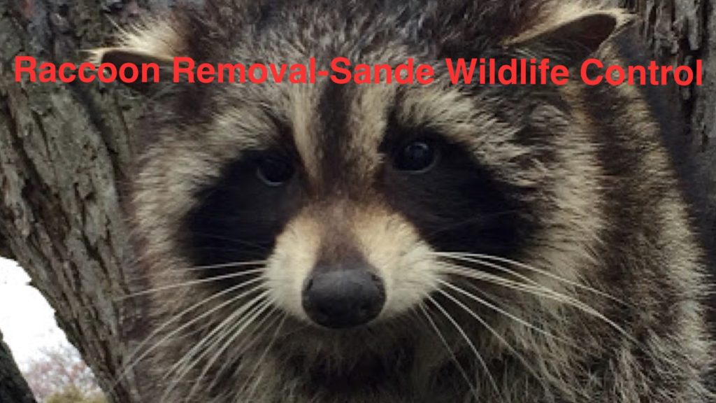 Raccoon Removal Specialists At Sande Wildlife Control Are The Best